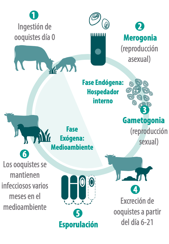 Coccidiosis En Rumiantes Una Infección Inevitable Vacuna La Vaca